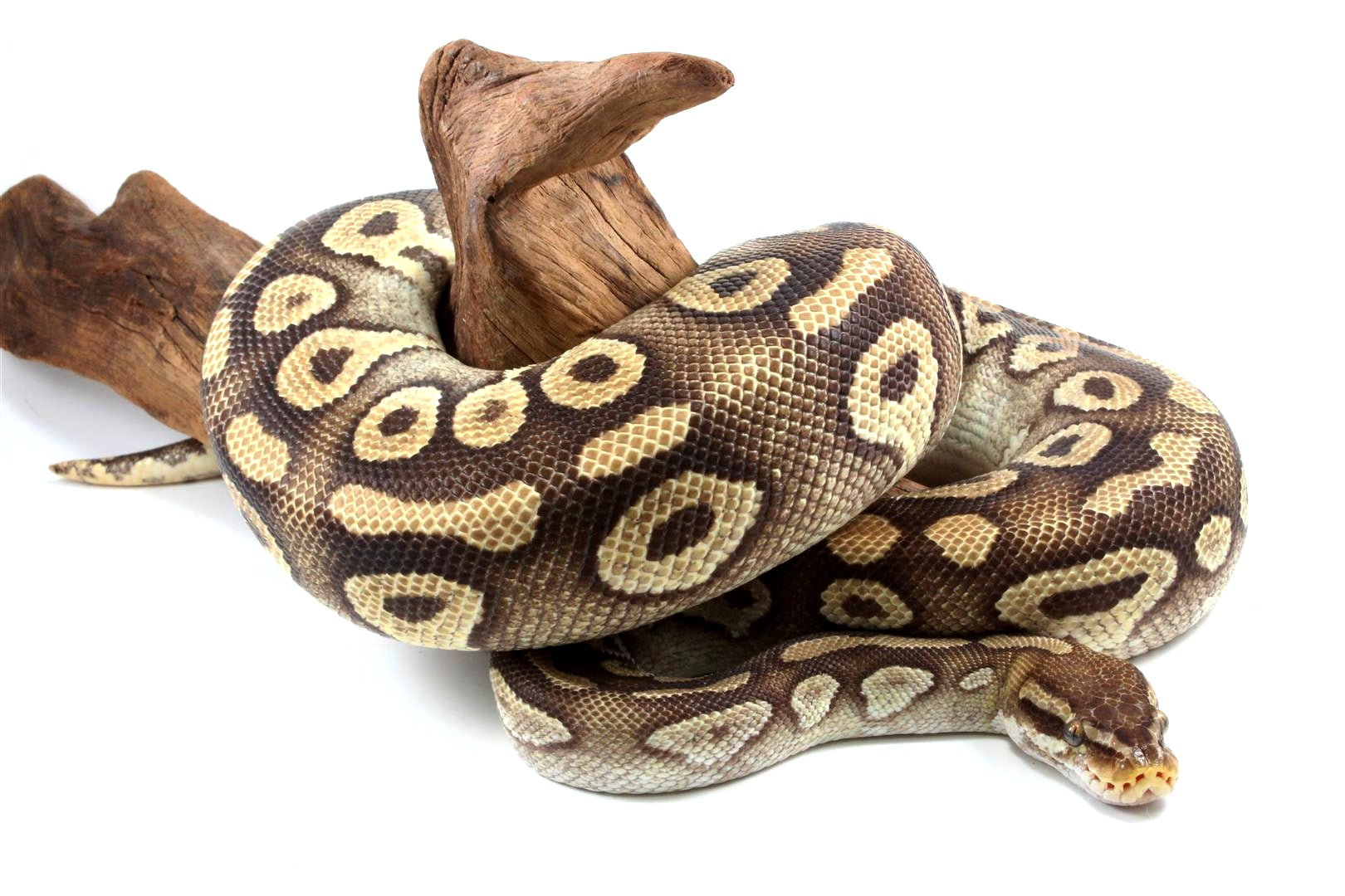 Mojave Ball Python - All Reptiles