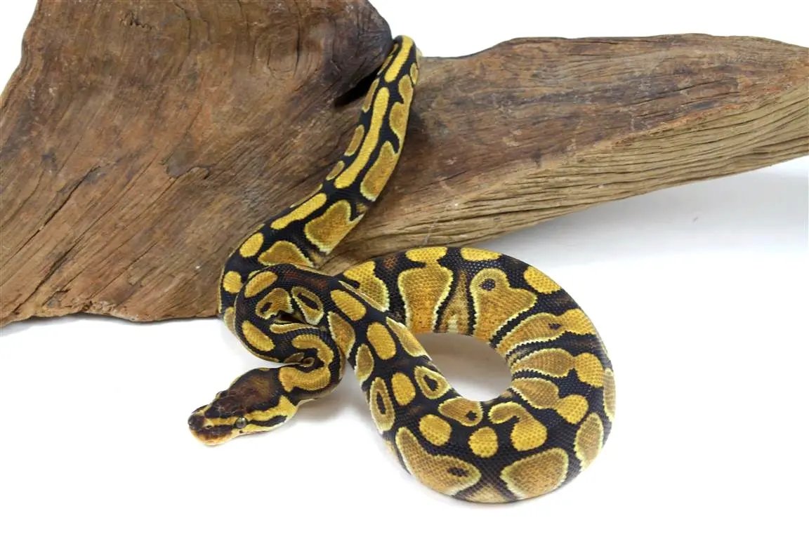 Enchi Ball Python – All Reptiles