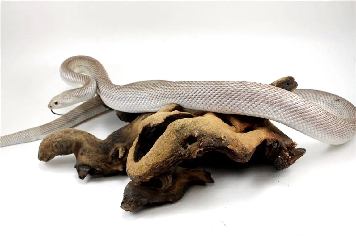 Hypo Patternless Southern Pinesnake – All Reptiles