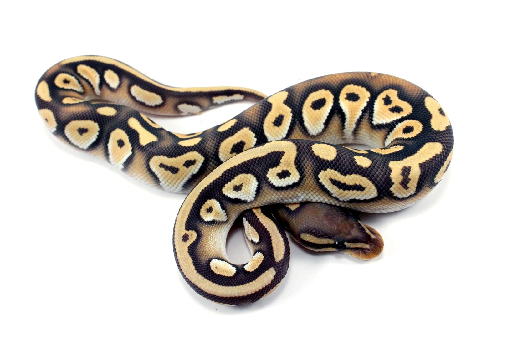 Mojave Hypo Orange Dream Ball Python - All Reptiles
