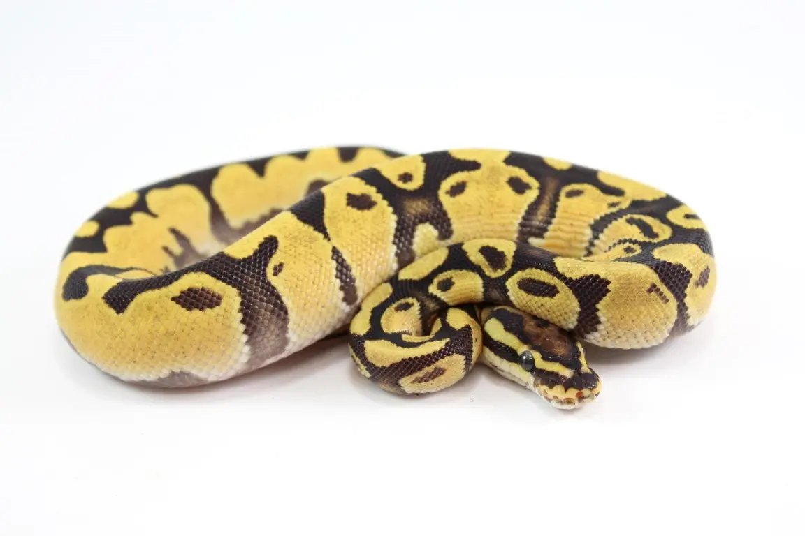 Orange Dream Fire Ball Python - All Reptiles