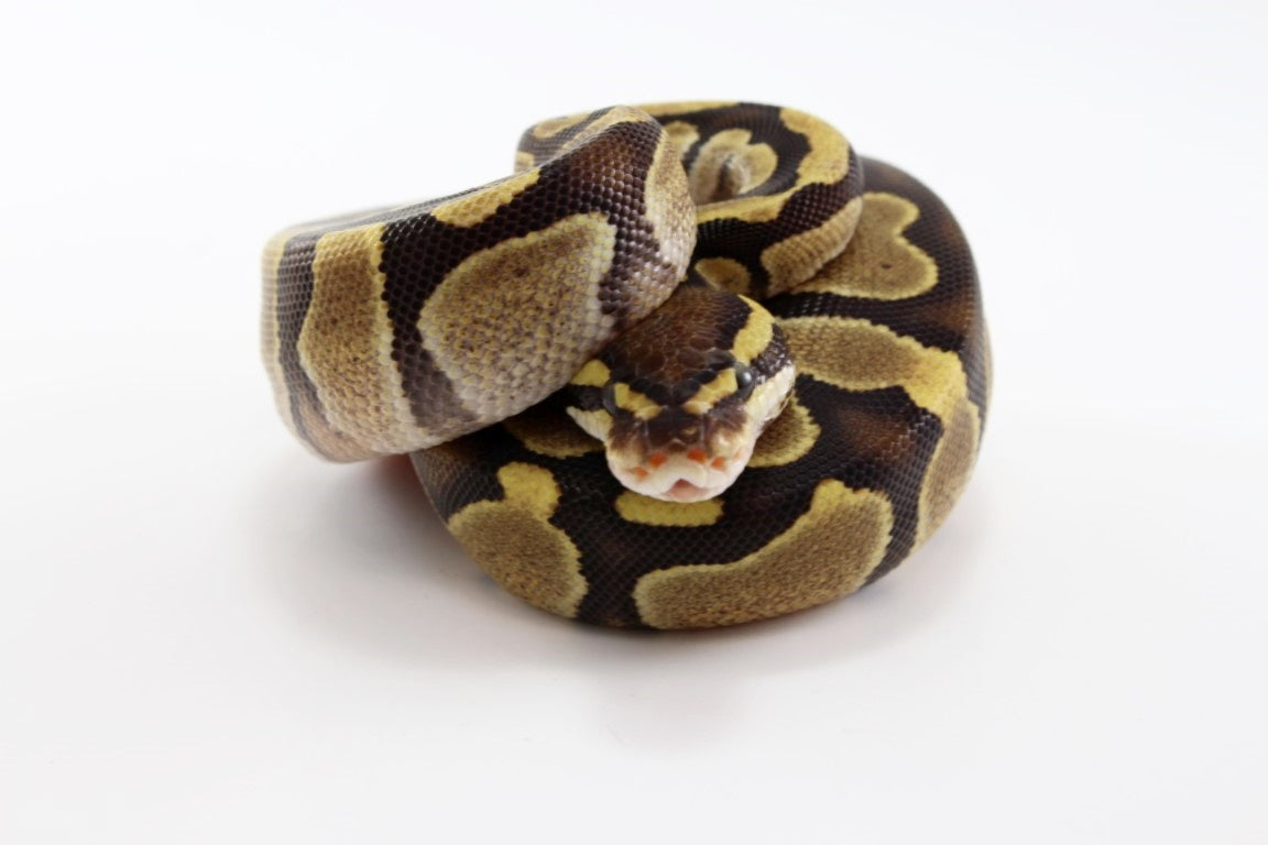 Lucifer Ball Python – All Reptiles