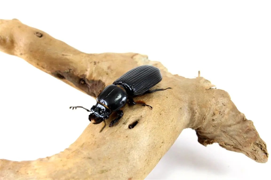 Bess Beetle – All Reptiles