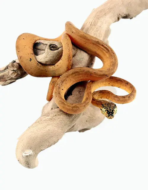 Explore the Arboreal Boa - Unique Tree-Dwelling Python – All Reptiles