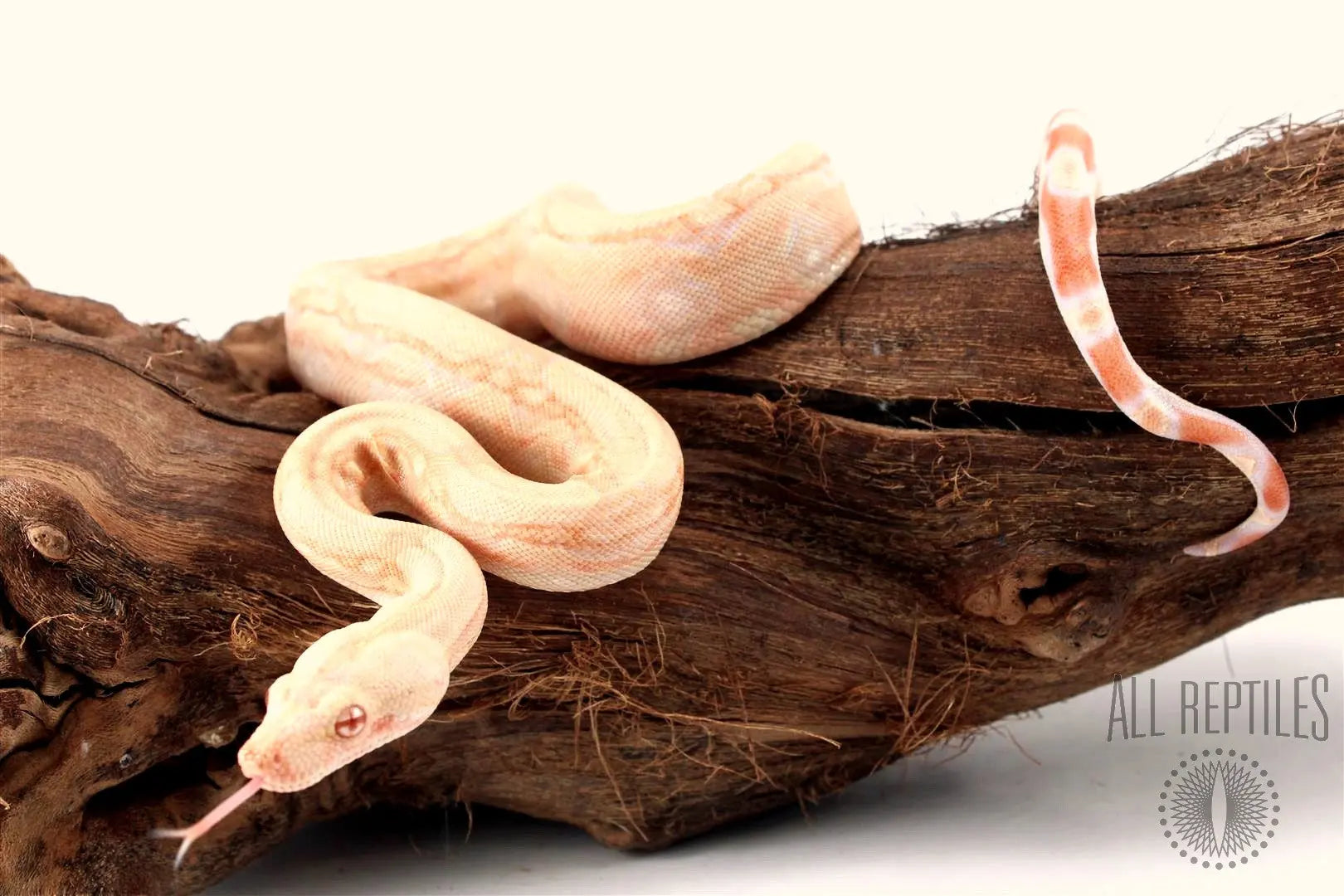 Discover Reptiles: Snakes and More – All Reptiles