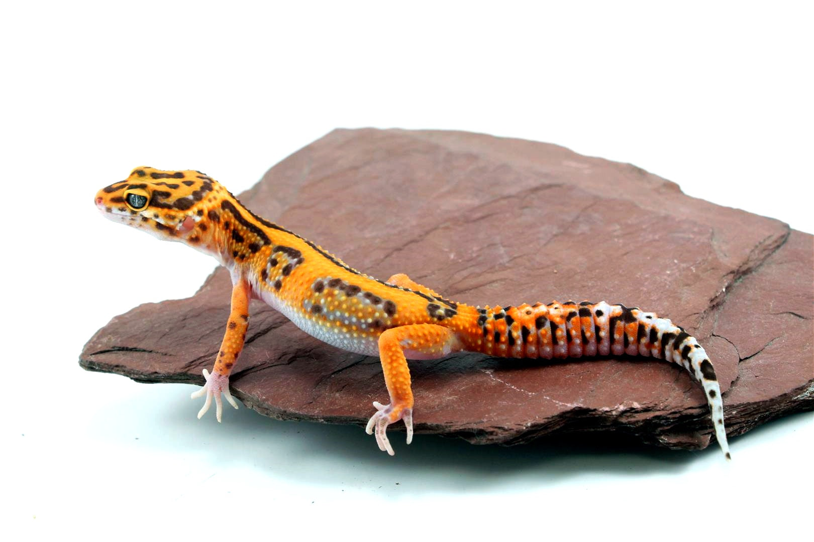 Jungle Red Diamond Leopard Gecko – All Reptiles