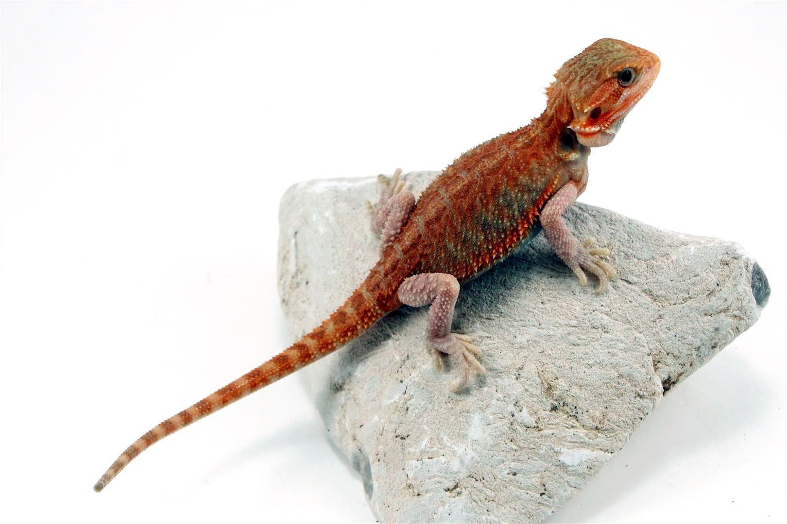 High Orange Hypo Translucent Bearded Dragon – All Reptiles