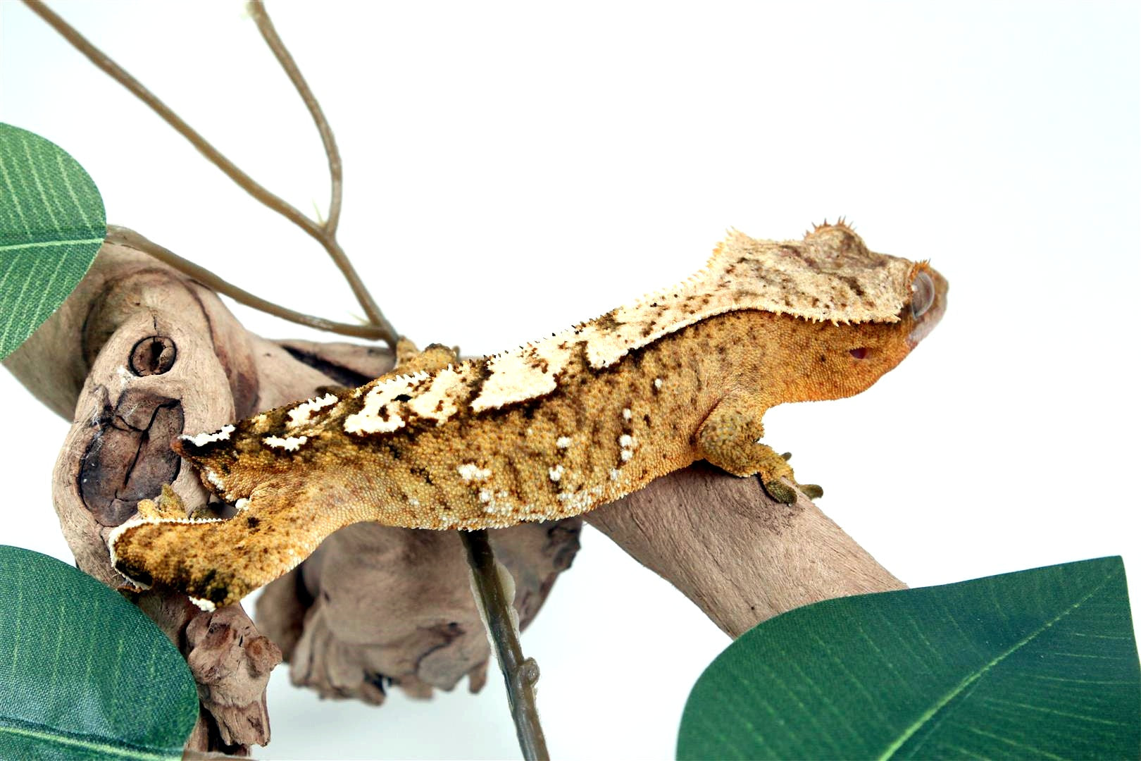 Yellow Cream Brindle Crested Gecko - Tailess - All Reptiles