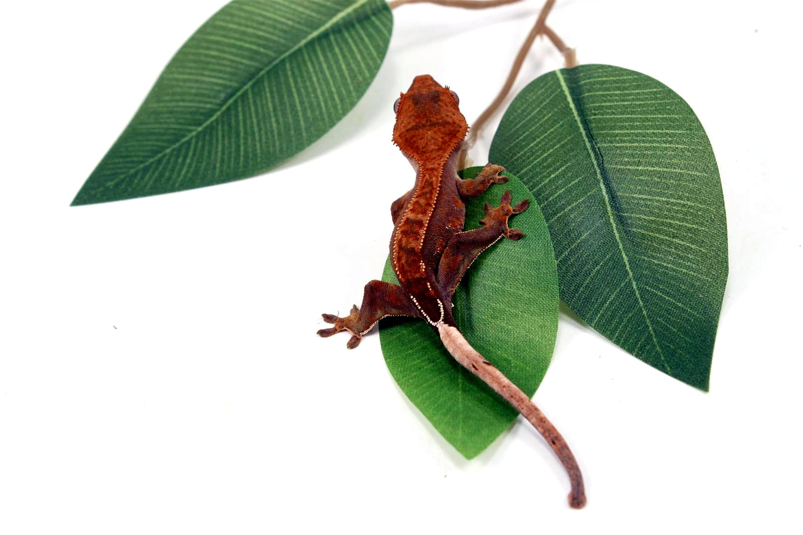 Fire Crested Gecko - All Reptiles