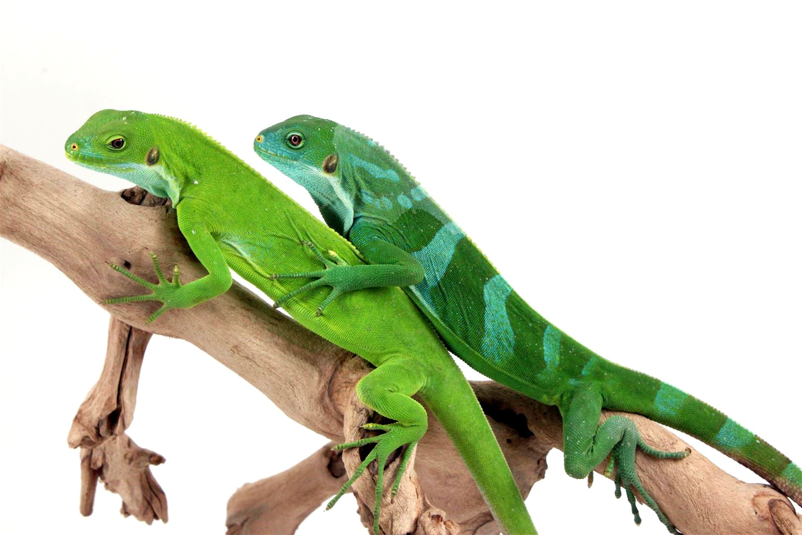 Bonded Pair Fiji Banded Iguanas – All Reptiles