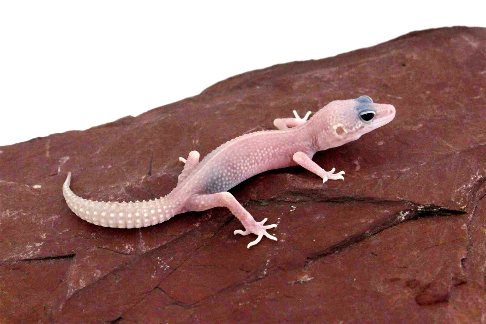 Albino Super Snow Leopard Gecko - All Reptiles