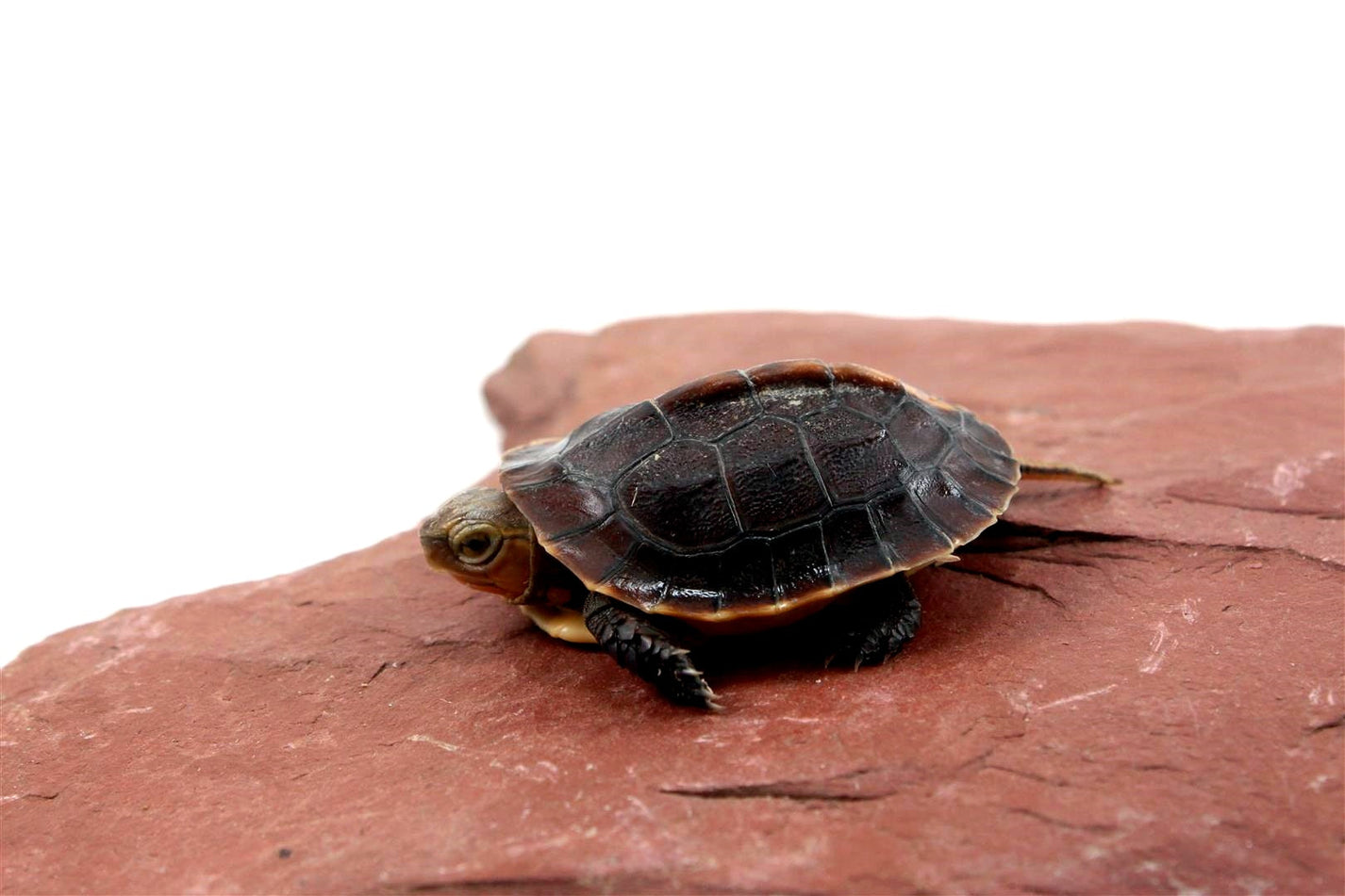 Chinese Box Turtle - All Reptiles