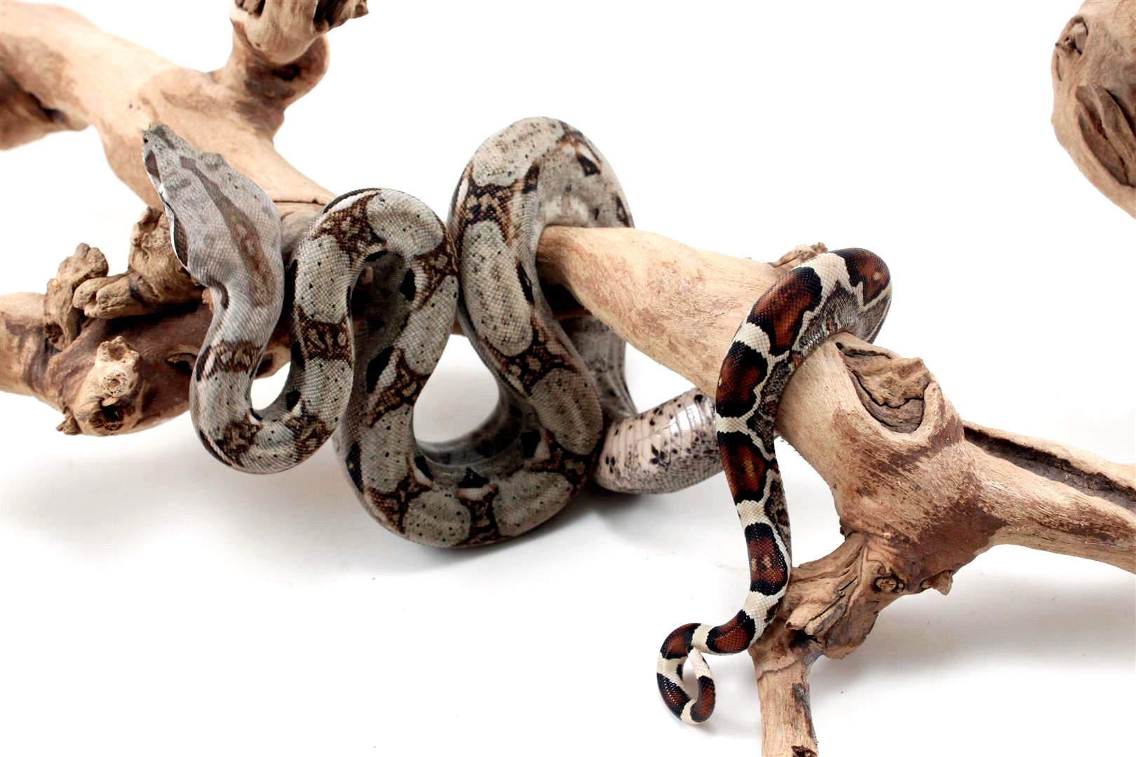 Classic het Blood Colombian Boa – All Reptiles