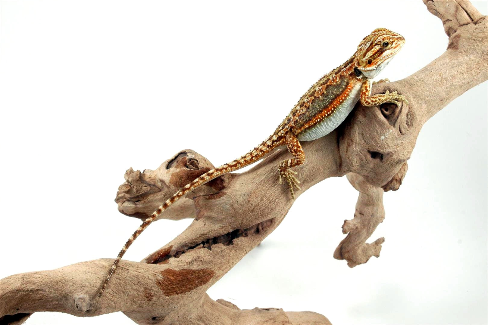 Tiger Dunner Bearded Dragon - All Reptiles
