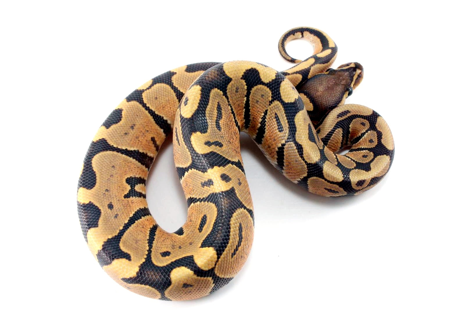 Orange Dream Hypo Ball Python – All Reptiles