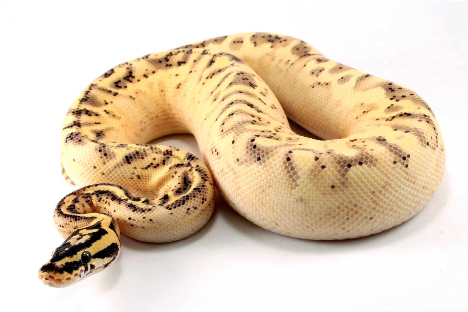 Pastel Enchi Super Asphalt Ball Python - All Reptiles