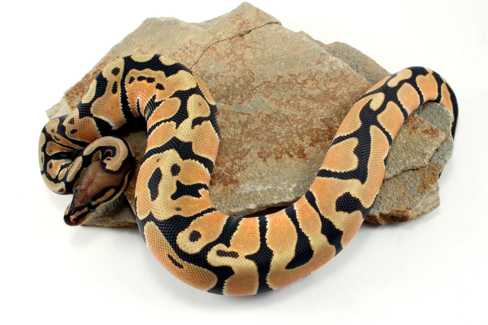 Hypo Super Orange Dream Ball Python – All Reptiles