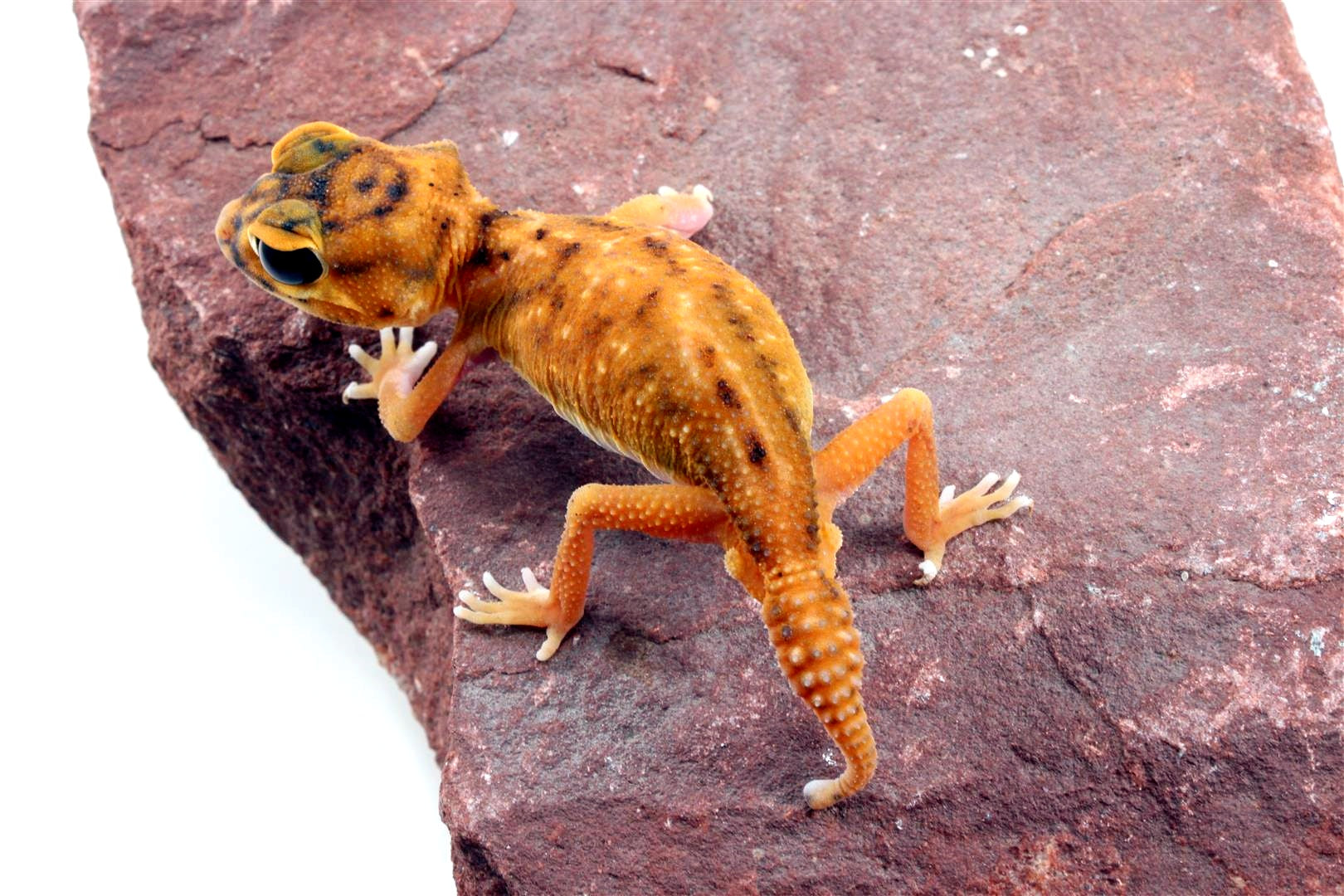 Mid Line Knob Tail Gecko – All Reptiles