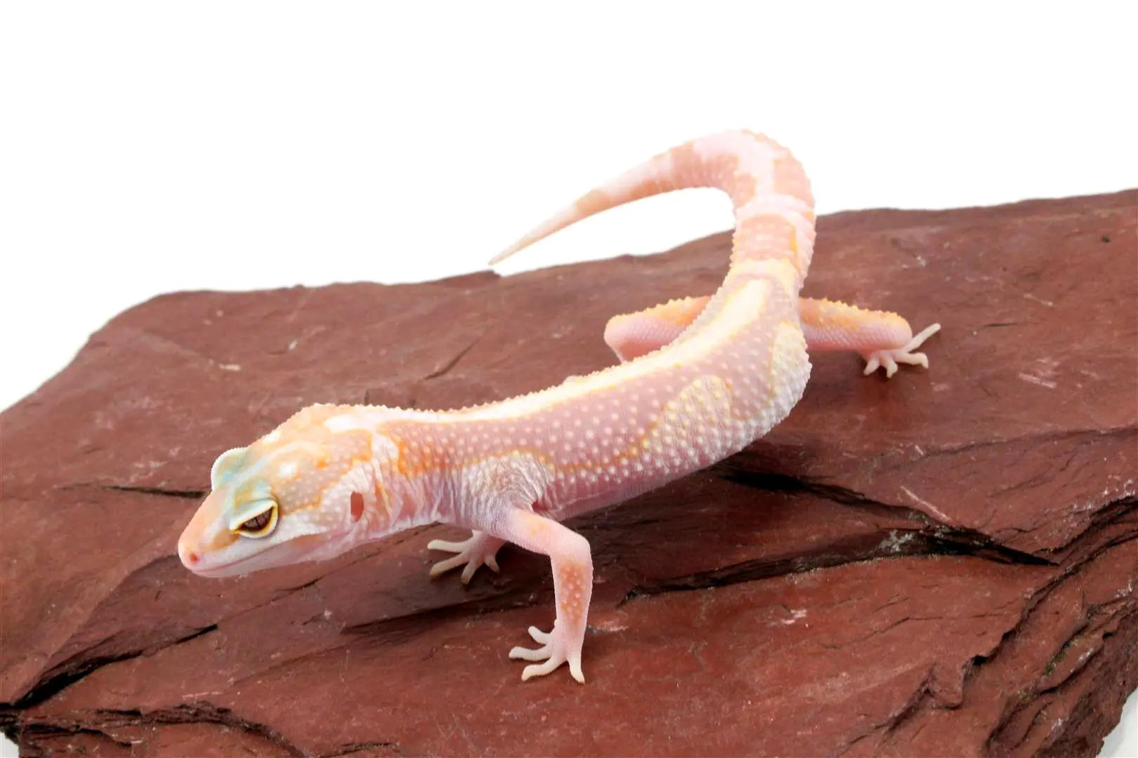 Tremper Bold Stripe Mack Snow White & Yellow Leopard Gecko - All – All ...
