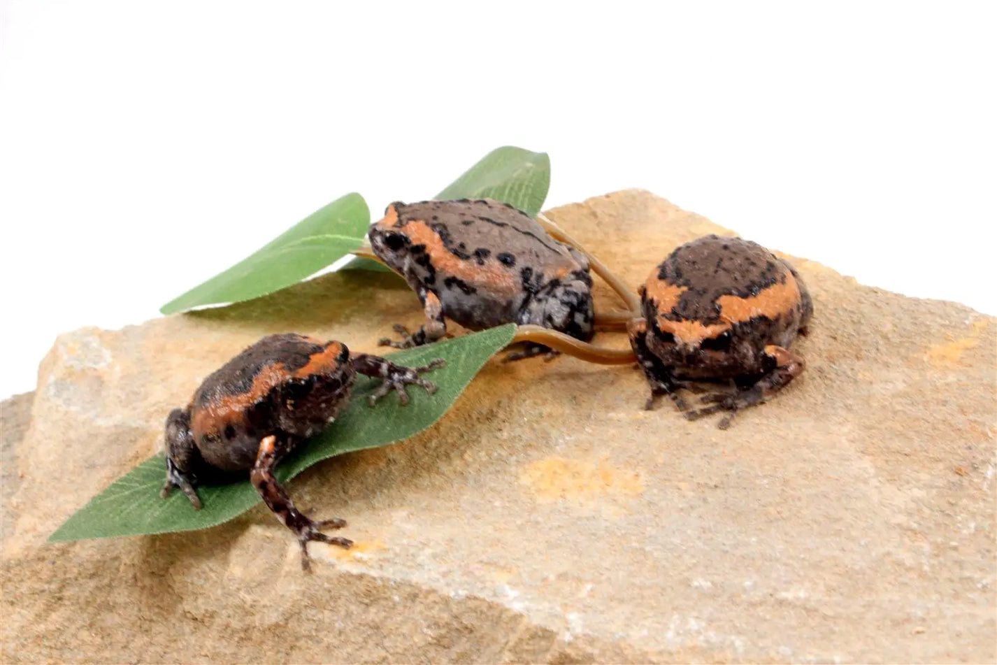 CB Chubby Frogs - All Reptiles