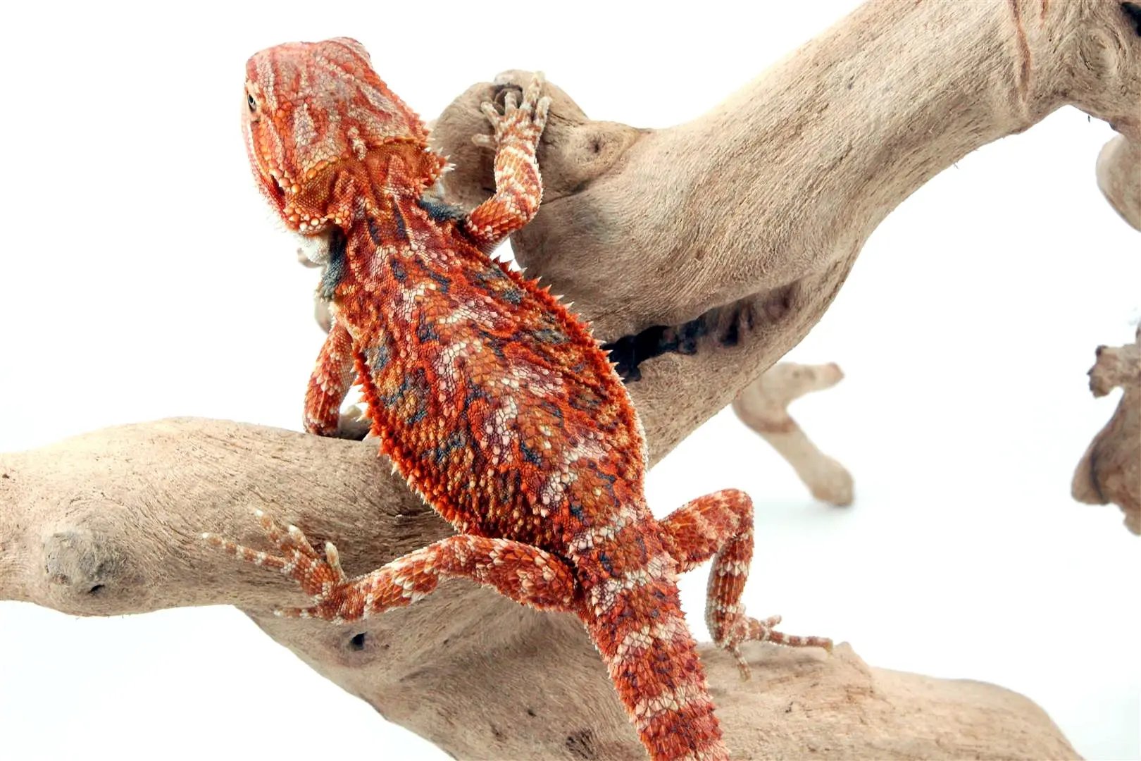 High Red Translucent Bearded Dragon - All Reptiles