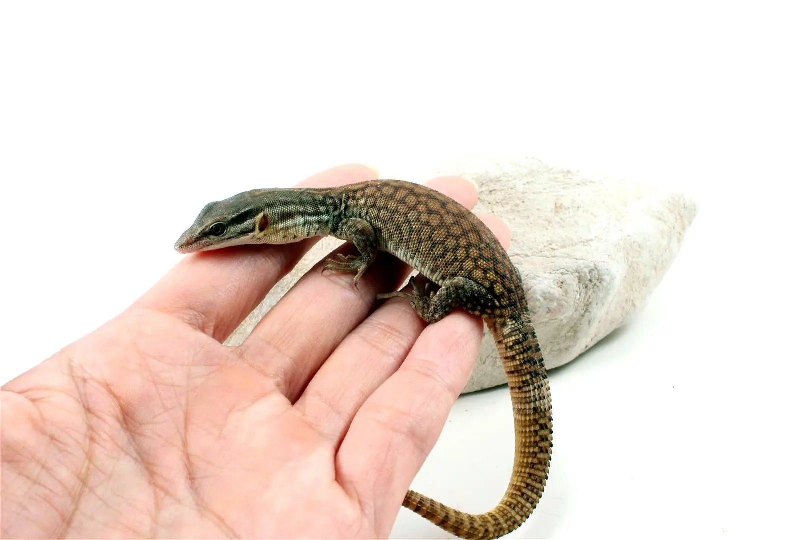 CB Baby Yellow Ridgetail Monitor - All Reptiles