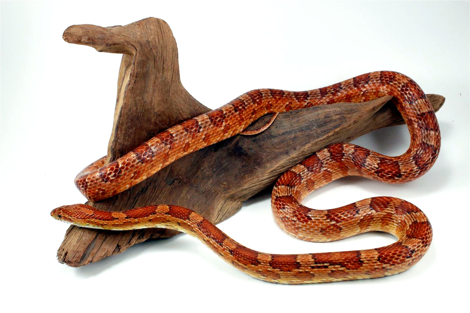 Classic Corn Snake - All Reptiles