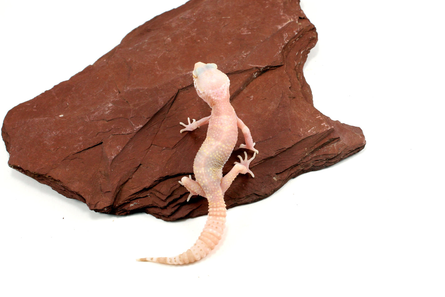 Albino Mack Snow Leopard Gecko - All Reptiles