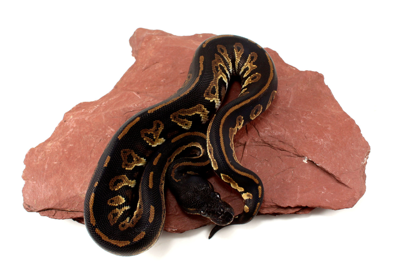 Super Black Headed DH Ball Python - All Reptiles