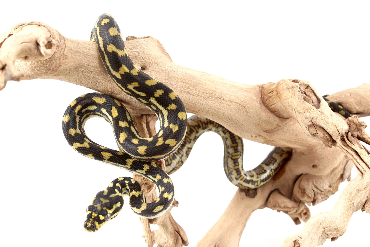 Jungle X Coastal Carpet Python - All Reptiles