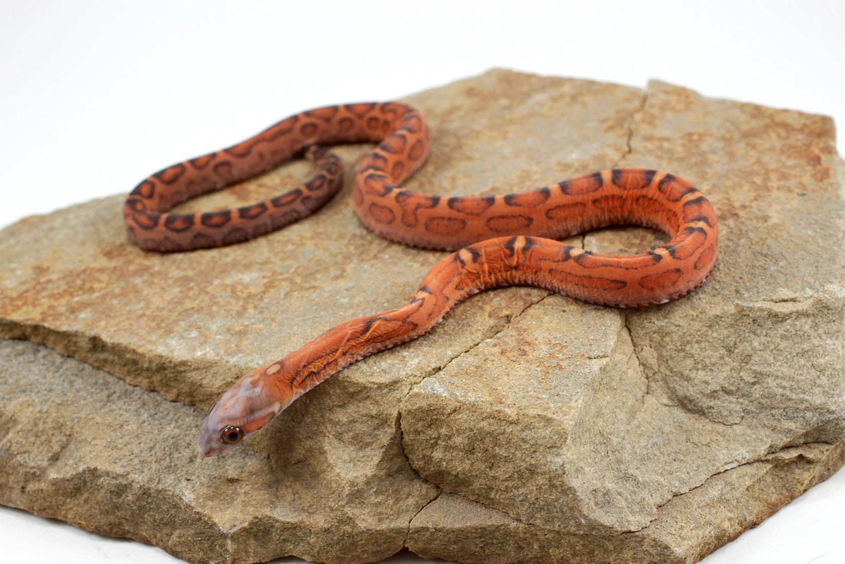 Amel Tessera Corn Snake - All Reptiles