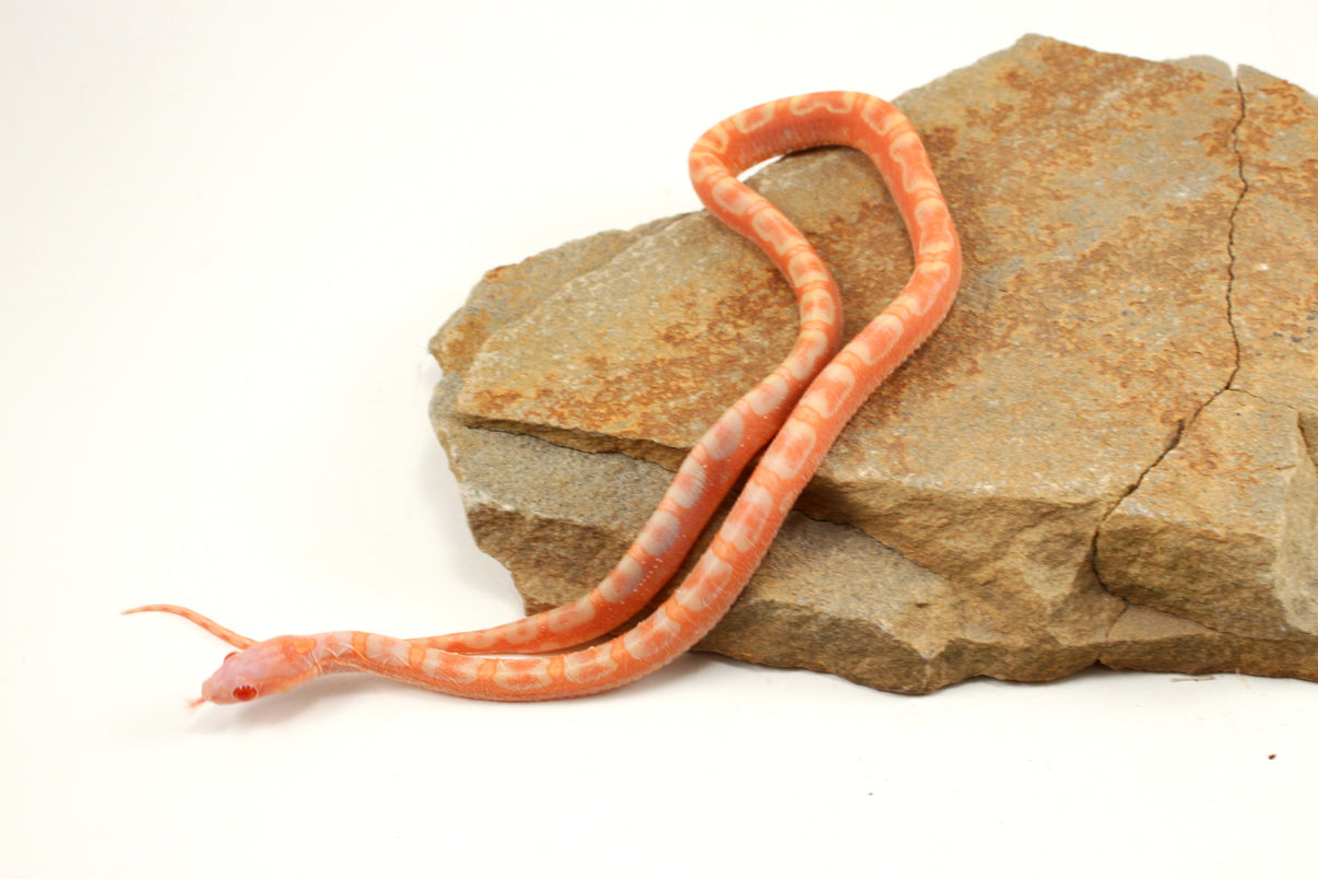Amel Tessera Corn Snake - All Reptiles