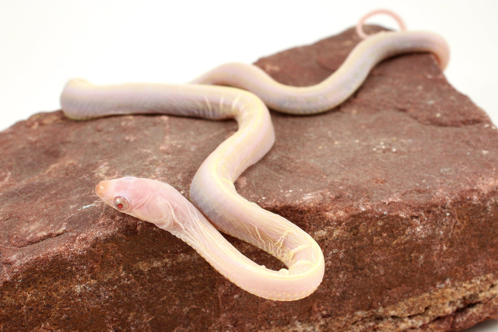 Amel Tessera Corn Snake - All Reptiles