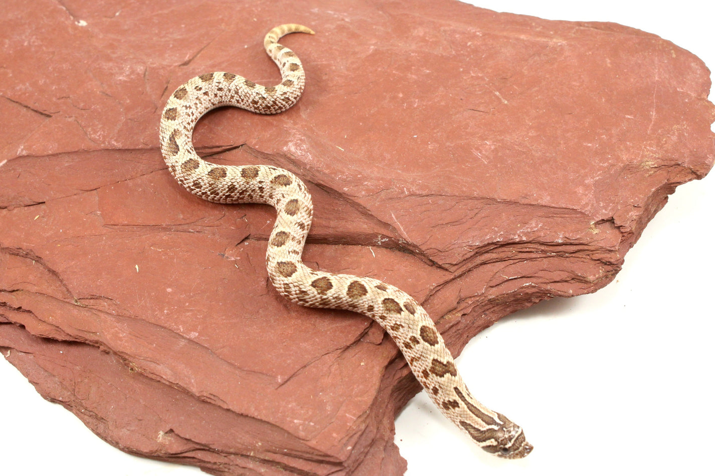 Super Arctic Anaconda Western Hognose Snake - All Reptiles