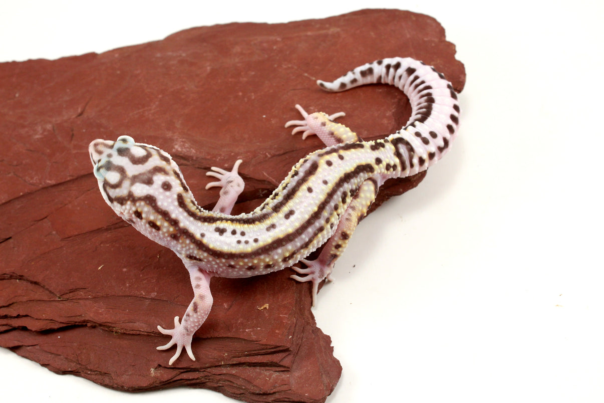 Mack Snow Bold Stripe White & Yellow - All Reptiles