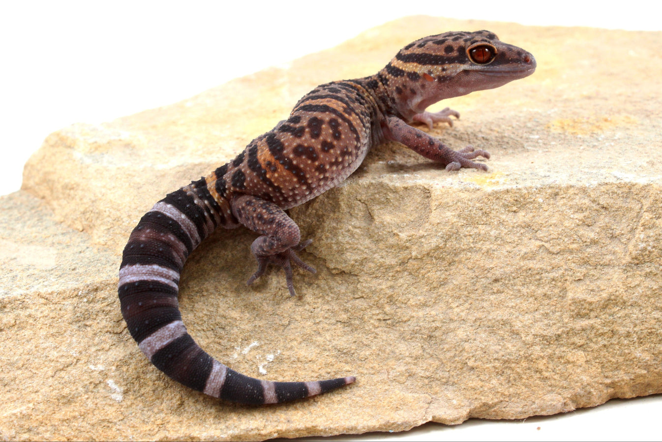 CB Bawangling Cave Gecko - All Reptiles