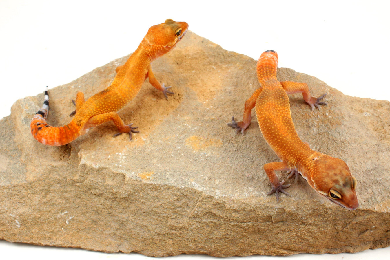 Tangerine Tornado Leopard Gecko - All Reptiles