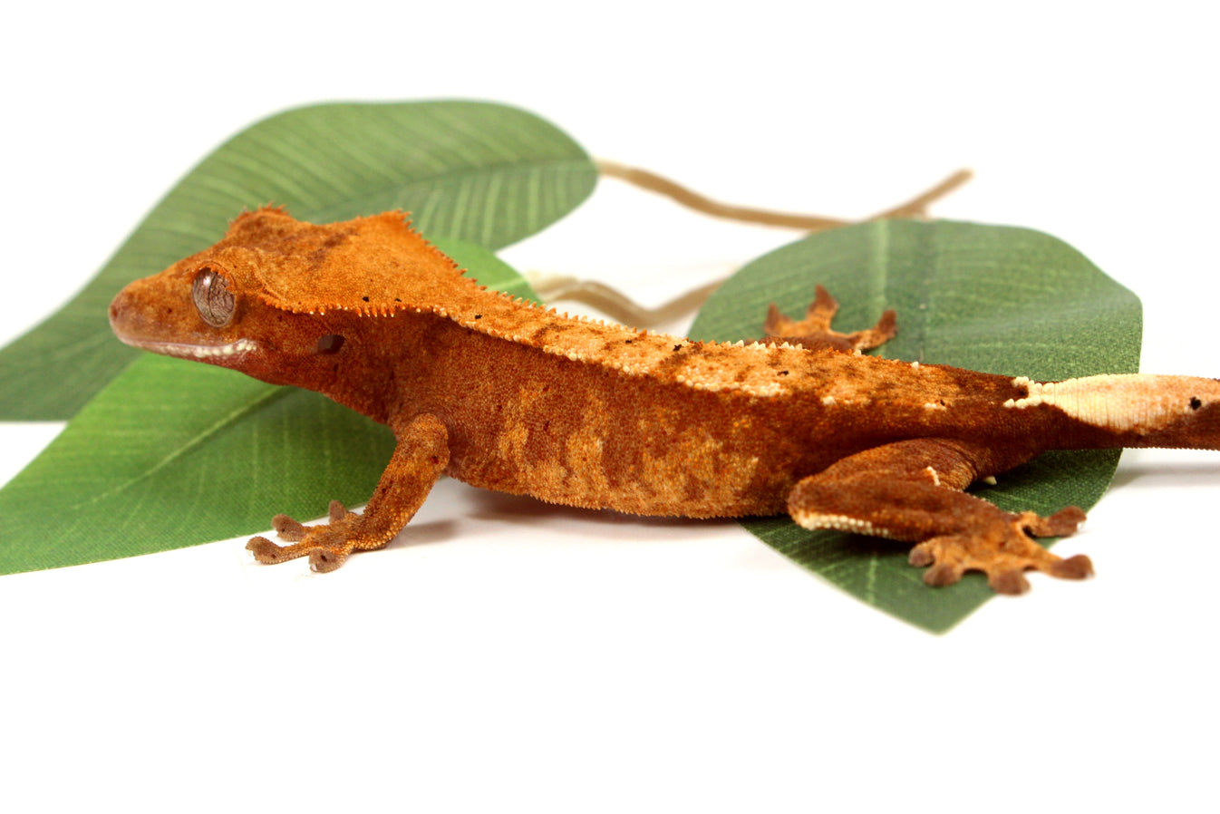 Orange Tiger Crested Gecko - All Reptiles