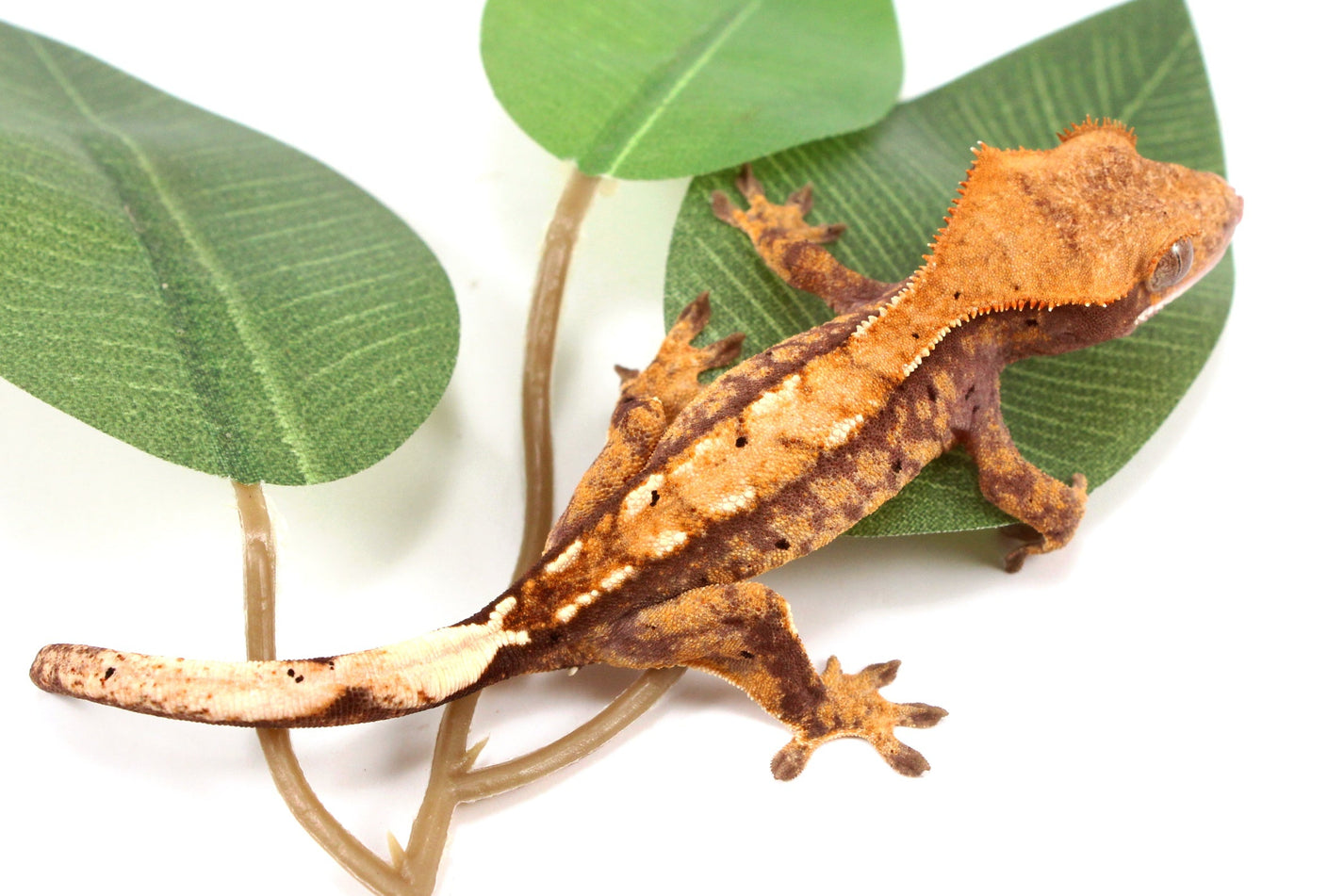Extreme Harlequin Reverse Pinstripe Crested Gecko - All Reptiles