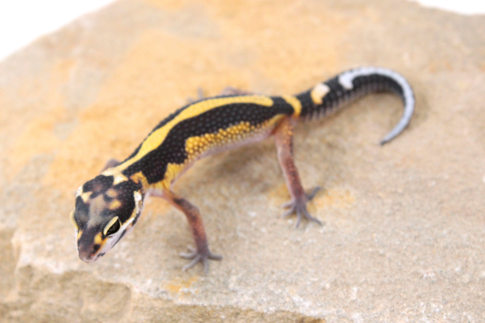 Extreme Bold Stripe Leopard Gecko - All Reptiles