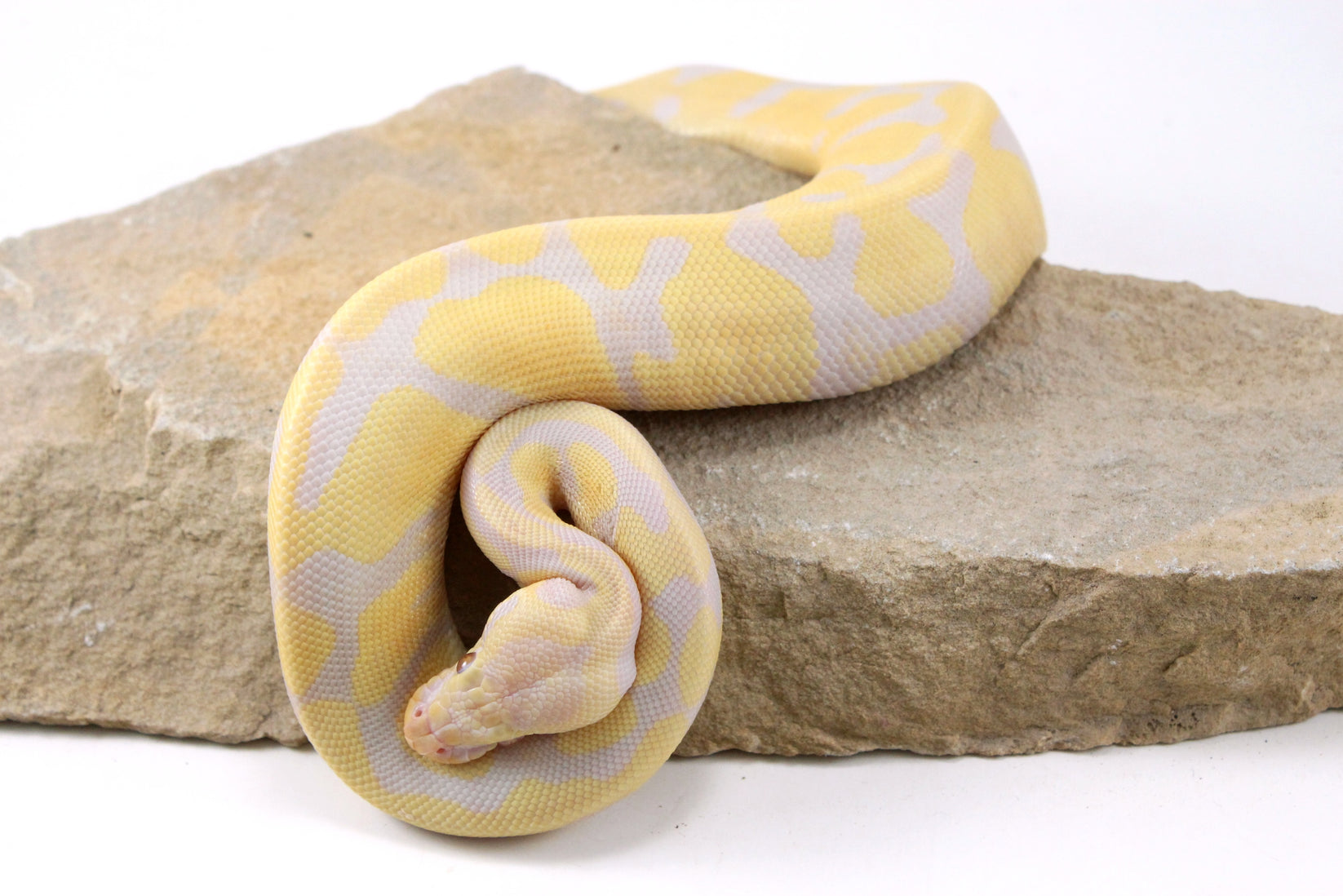 Toffino het Pied Ball Python - All Reptiles