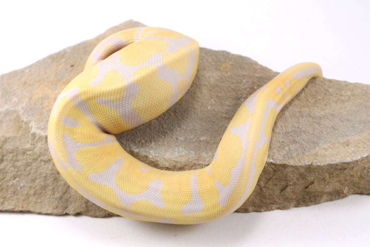 Toffino het Pied Ball Python - All Reptiles