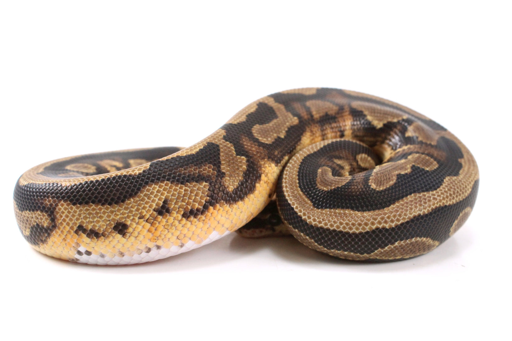 Scrambler Pied Ball Python - All Reptiles