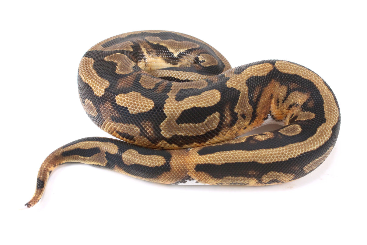 Scrambler Pied Ball Python - All Reptiles