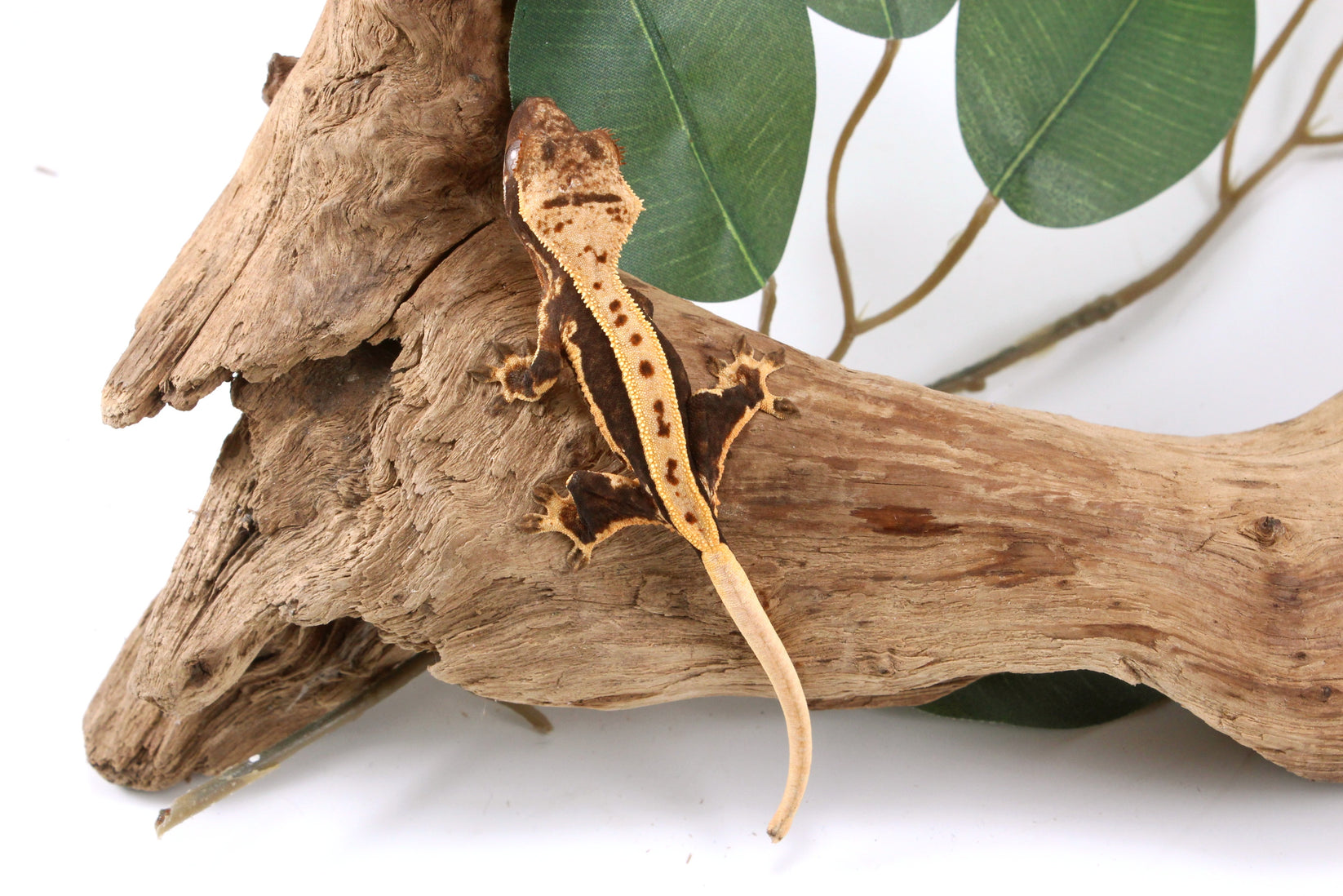 Chocolate Lily White Crested Gecko - All Reptiles