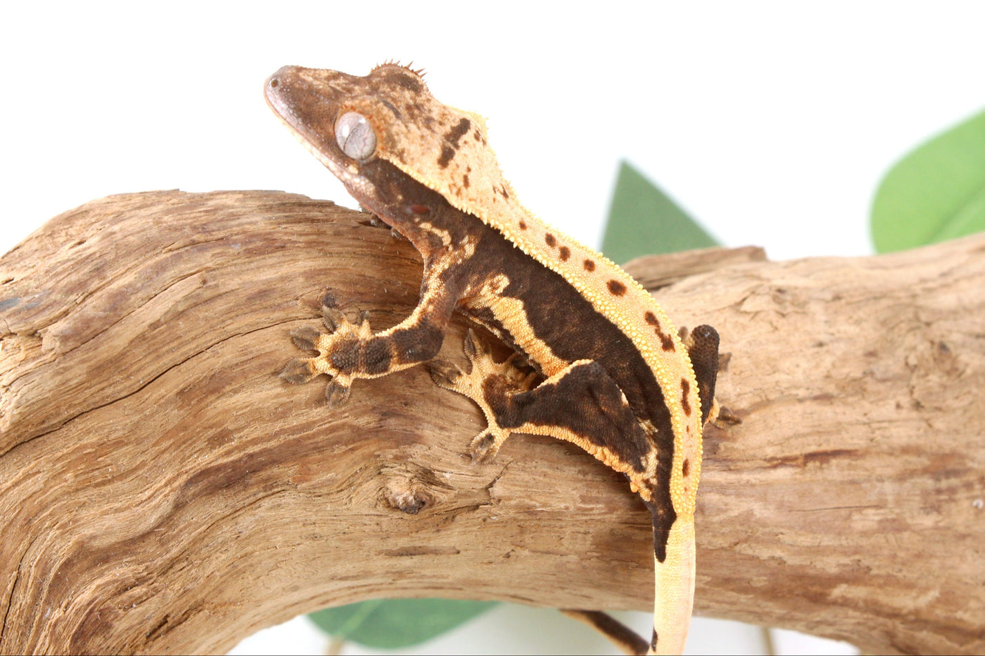 Chocolate Lily White Crested Gecko - All Reptiles