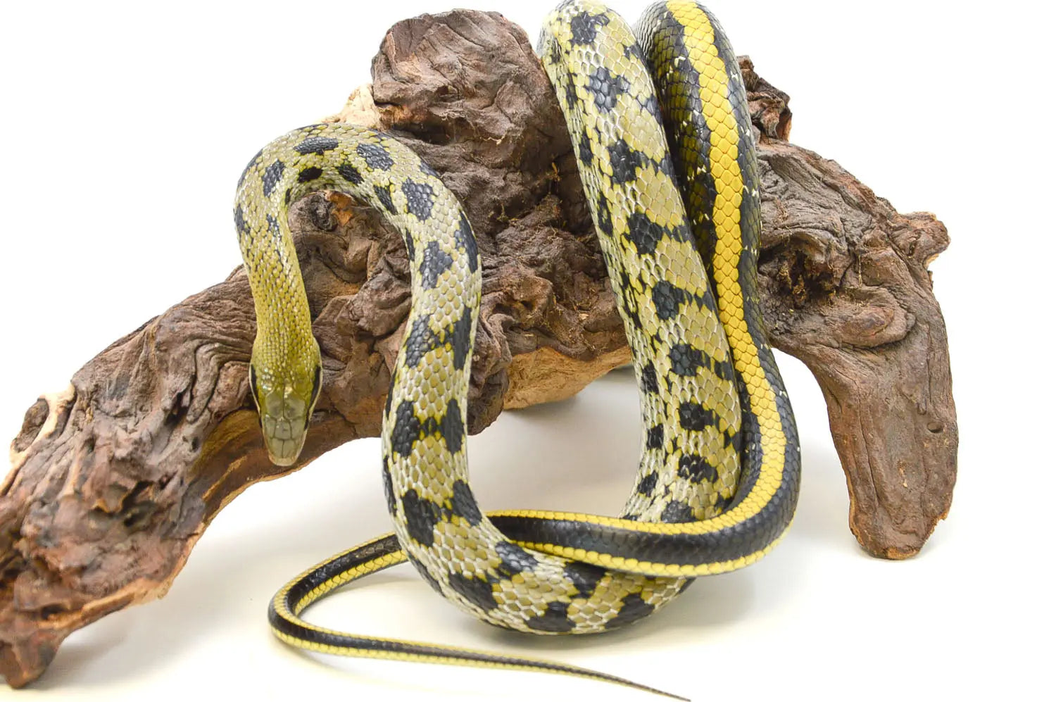 Taiwan Beauty Rat Snake - All Reptiles