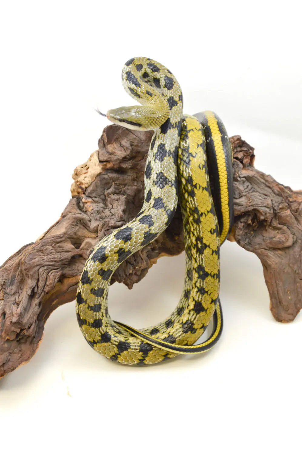 Taiwan Beauty Rat Snake - All Reptiles
