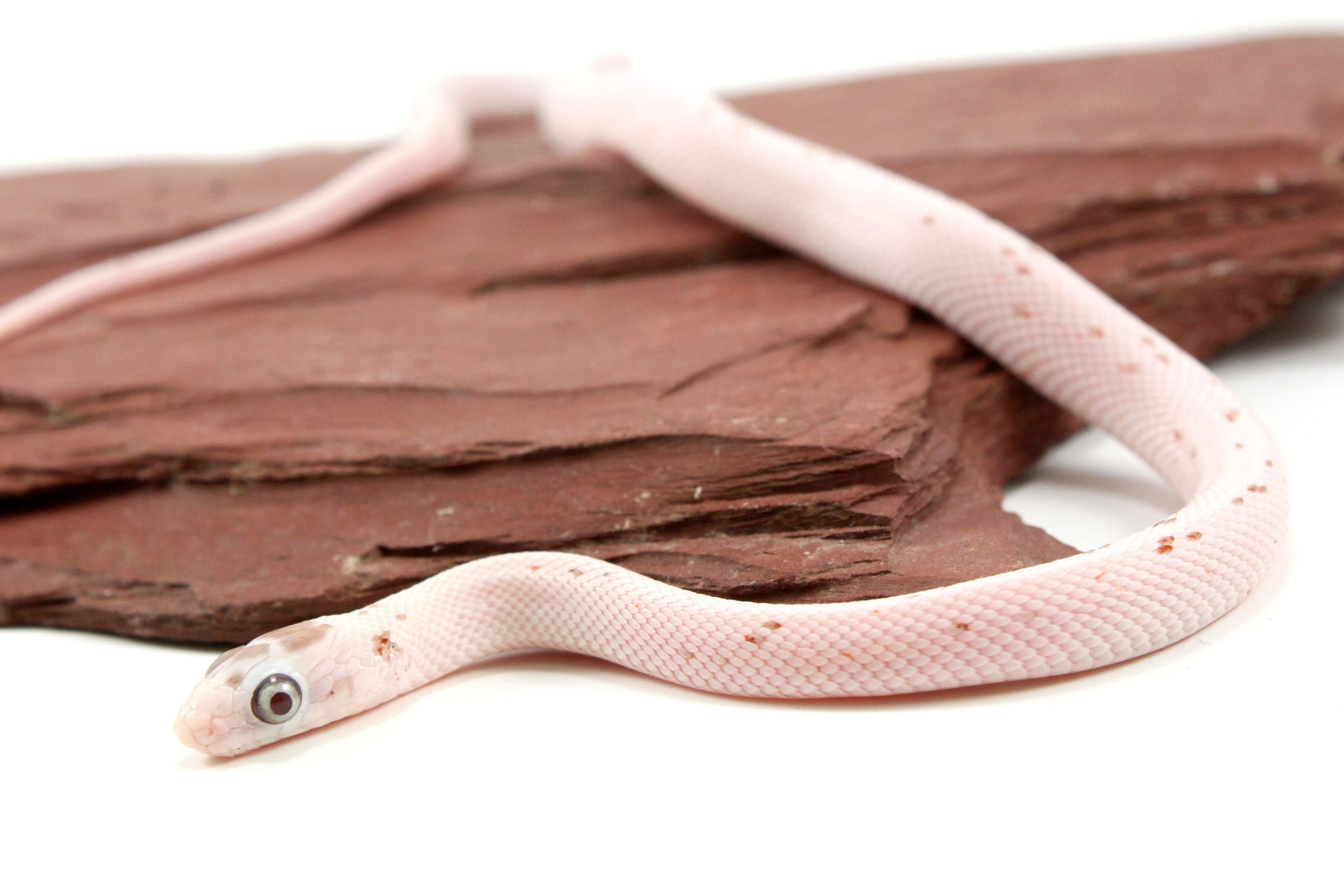 Palmetto Corn Snake - All Reptiles