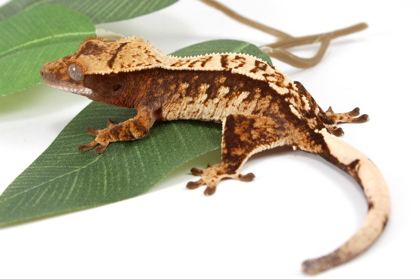 Chocolate Harlequin Crested Gecko - All Reptiles